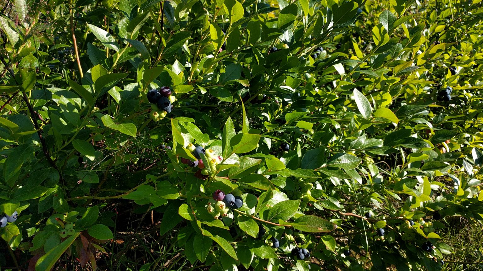 Pensasmustikka – Uljaan tila